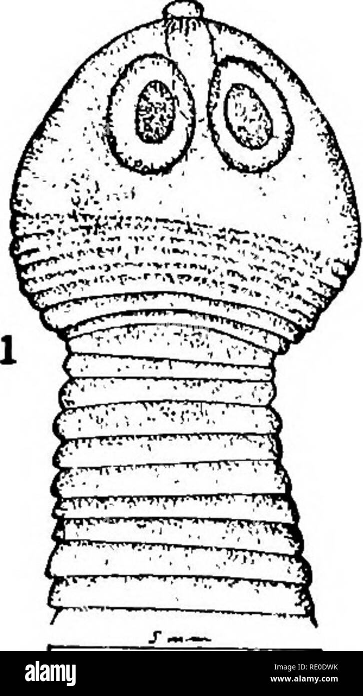 Davainea Tapeworm (Davainea Proglottina, Raillietina Spp.)