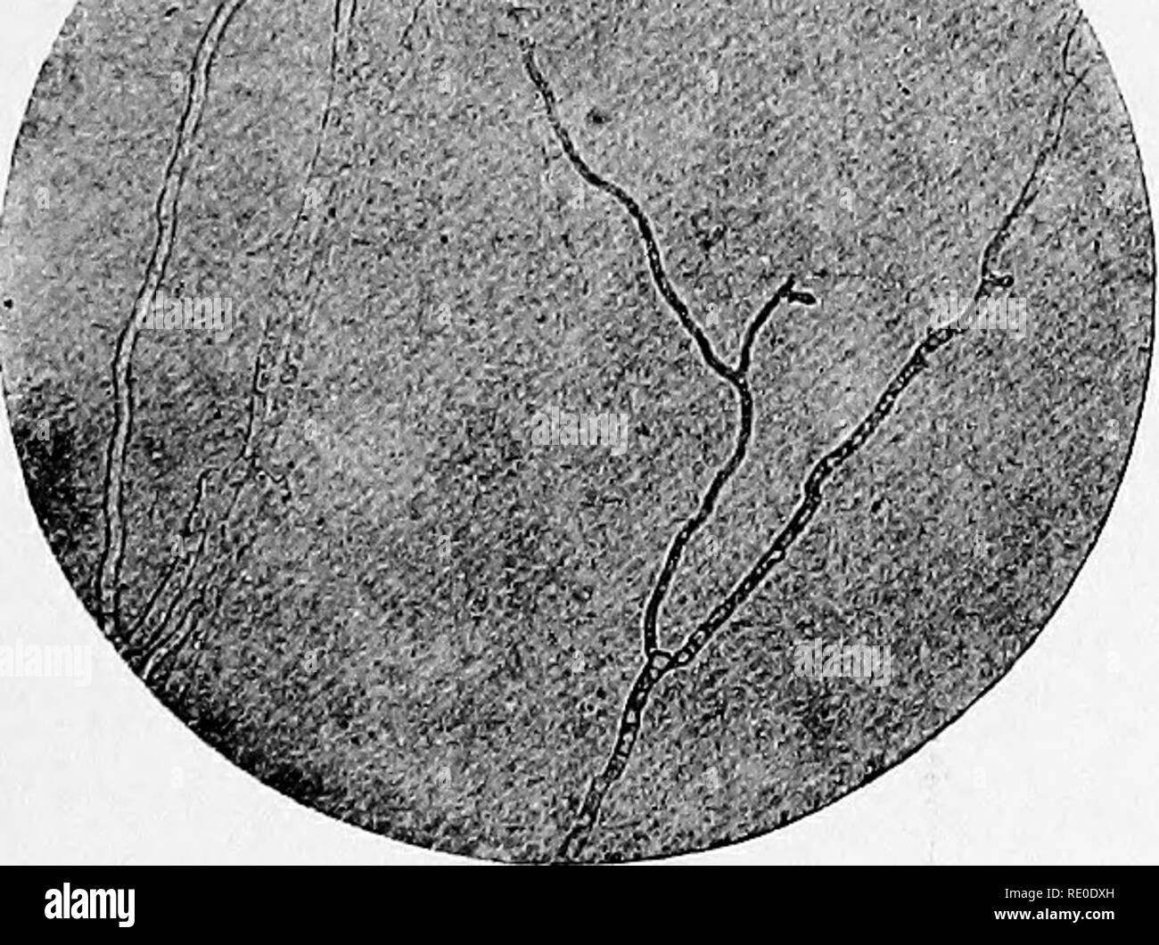 . A text-book upon the pathogenic Bacteria and Protozoa for students of ...