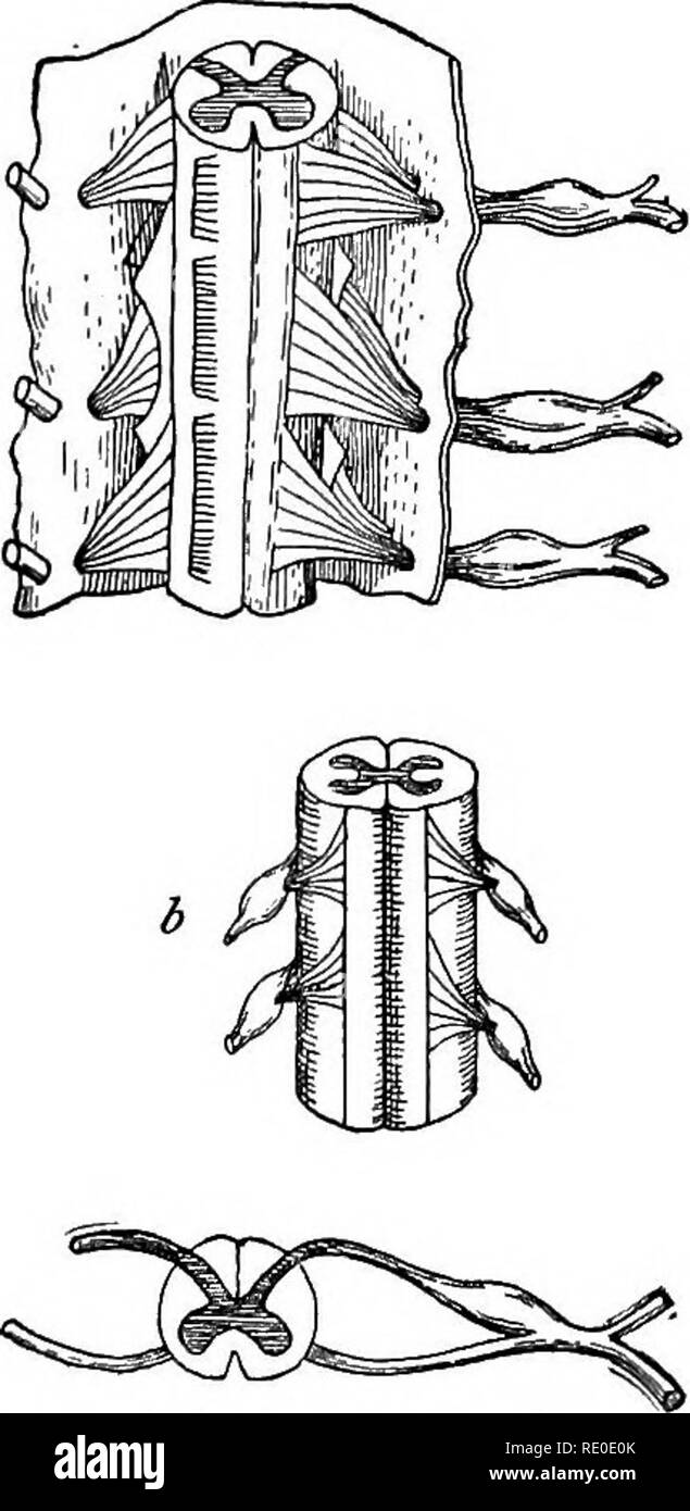 Cauda equina Black and White Stock Photos & Images - Alamy