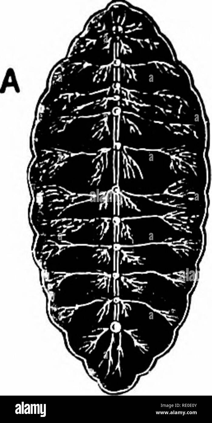 . Outlines of zoology. Zoology. 302 PERIPATUS, MYRIOPODS, AND INSECTS ...
