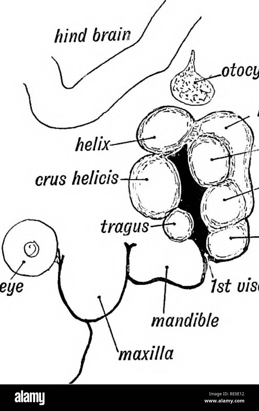. Human embryology and morphology. Embryology, Human; Morphology. 52 ...