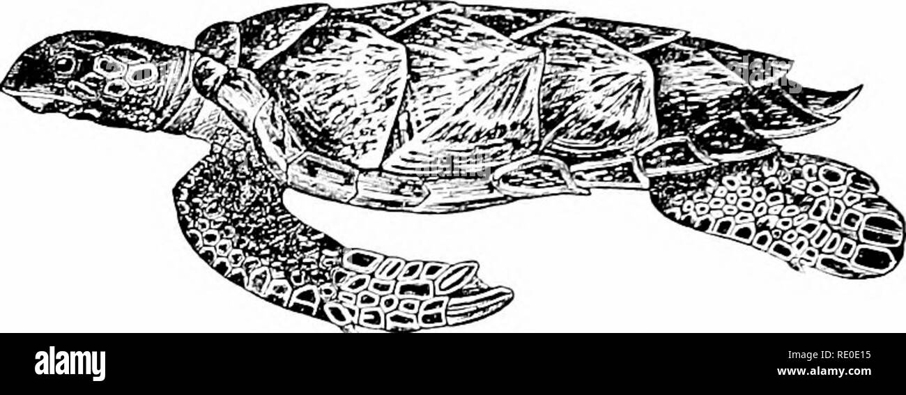 Terrestrial turtles Black and White Stock Photos & Images - Alamy