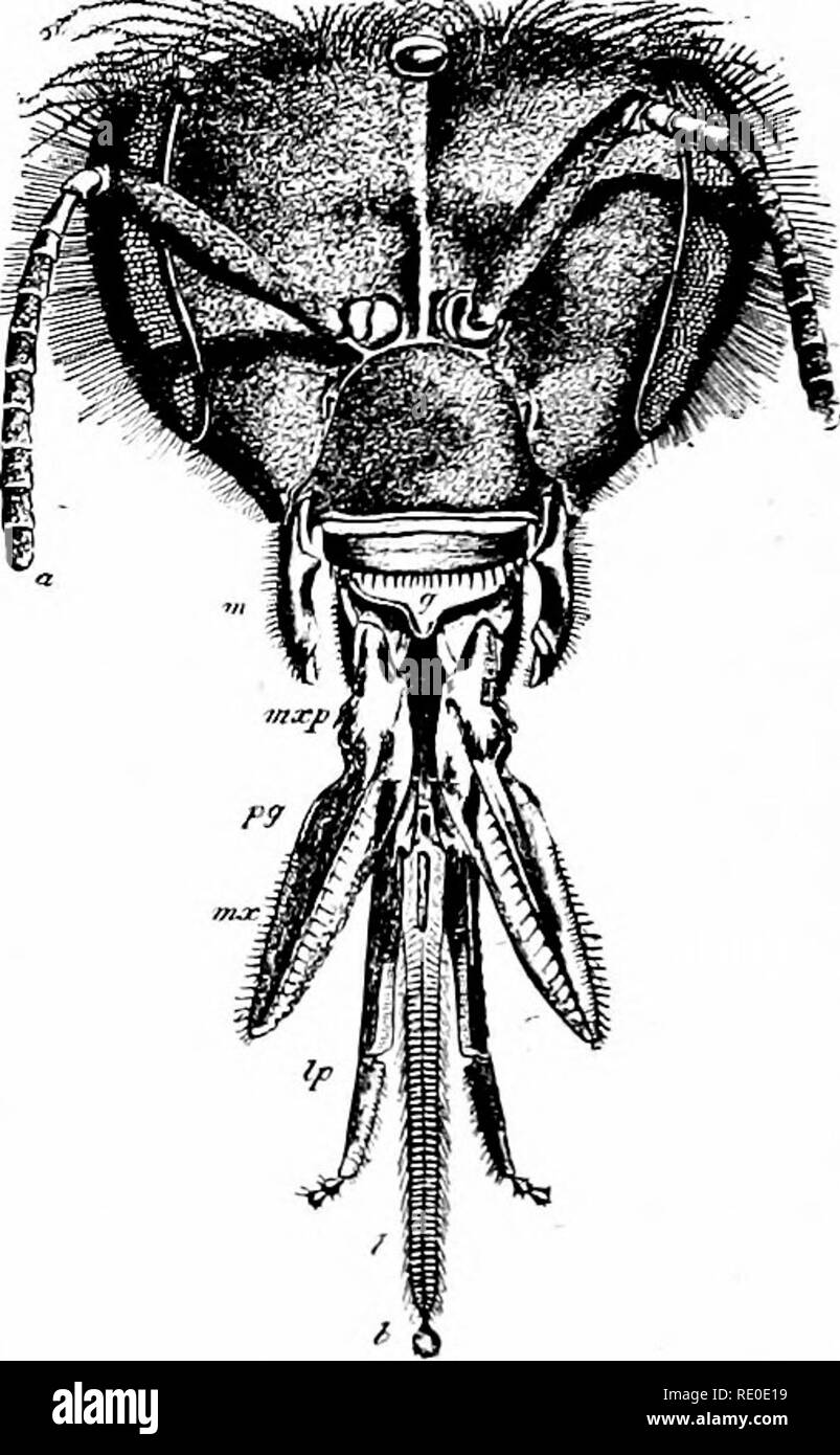 . Outlines of zoology. Zoology. 300 PERI PAT US, MYRIOPODS, AND INSECTS ...
