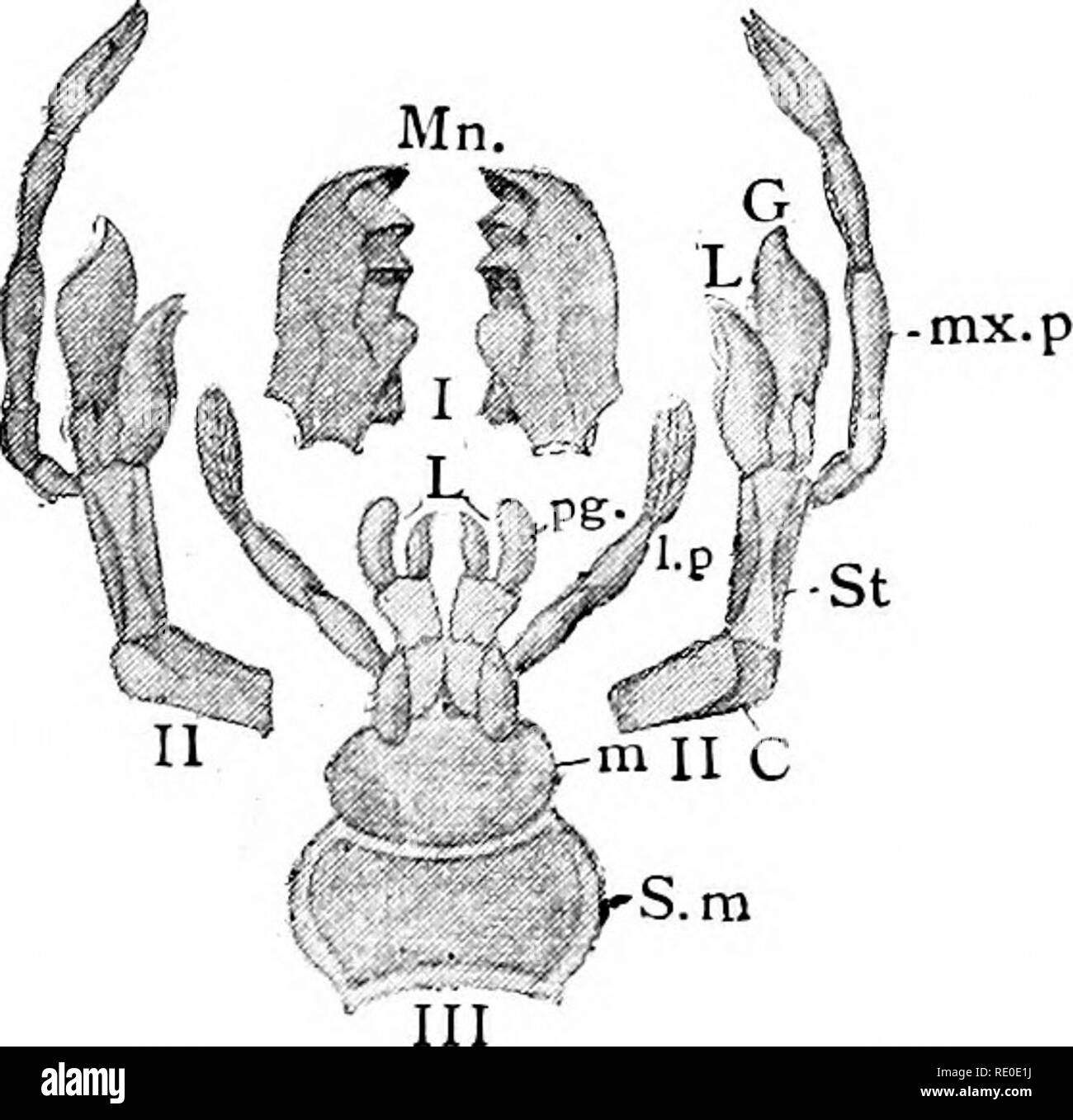 . Outlines of zoology. Zoology. NERVOUS SYSTEM. 295 Moulting, which ...