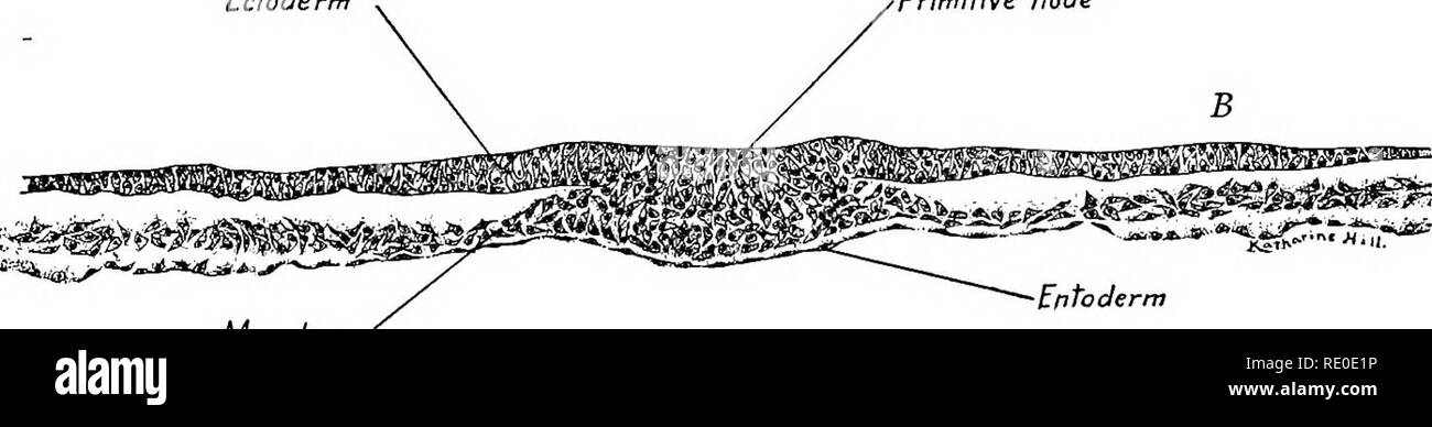 . A laboratory manual and text-book of embryology. Embryology. Mesoderm ...