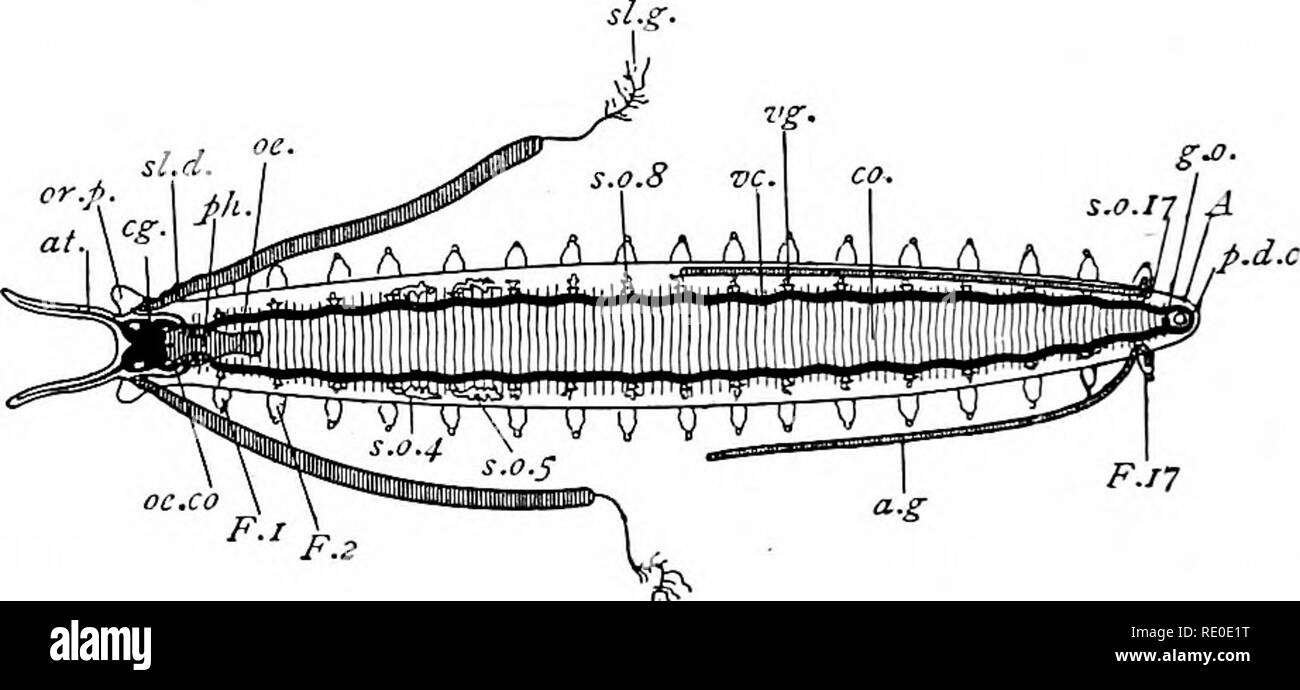 . Outlines of zoology. Zoology. 288 PERIPATUS, MYRIOPODS, AND INSECTS ...