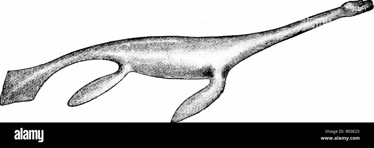 Amphibia croc Black and White Stock Photos & Images - Alamy