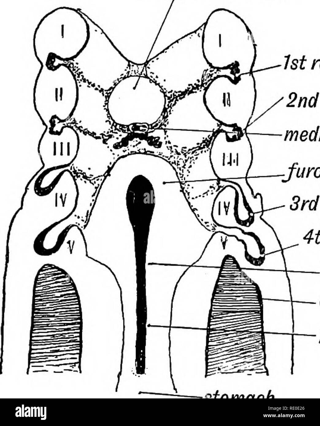 . Human embryology and morphology. Embryology, Human; Morphology ...