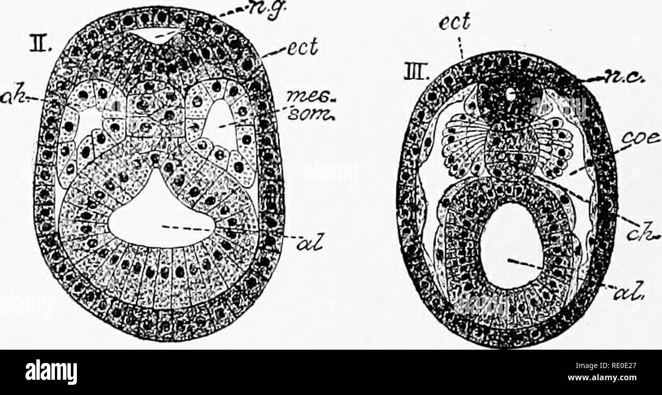 . A laboratory manual and text-book of embryology. Embryology. Fig. 25 ...