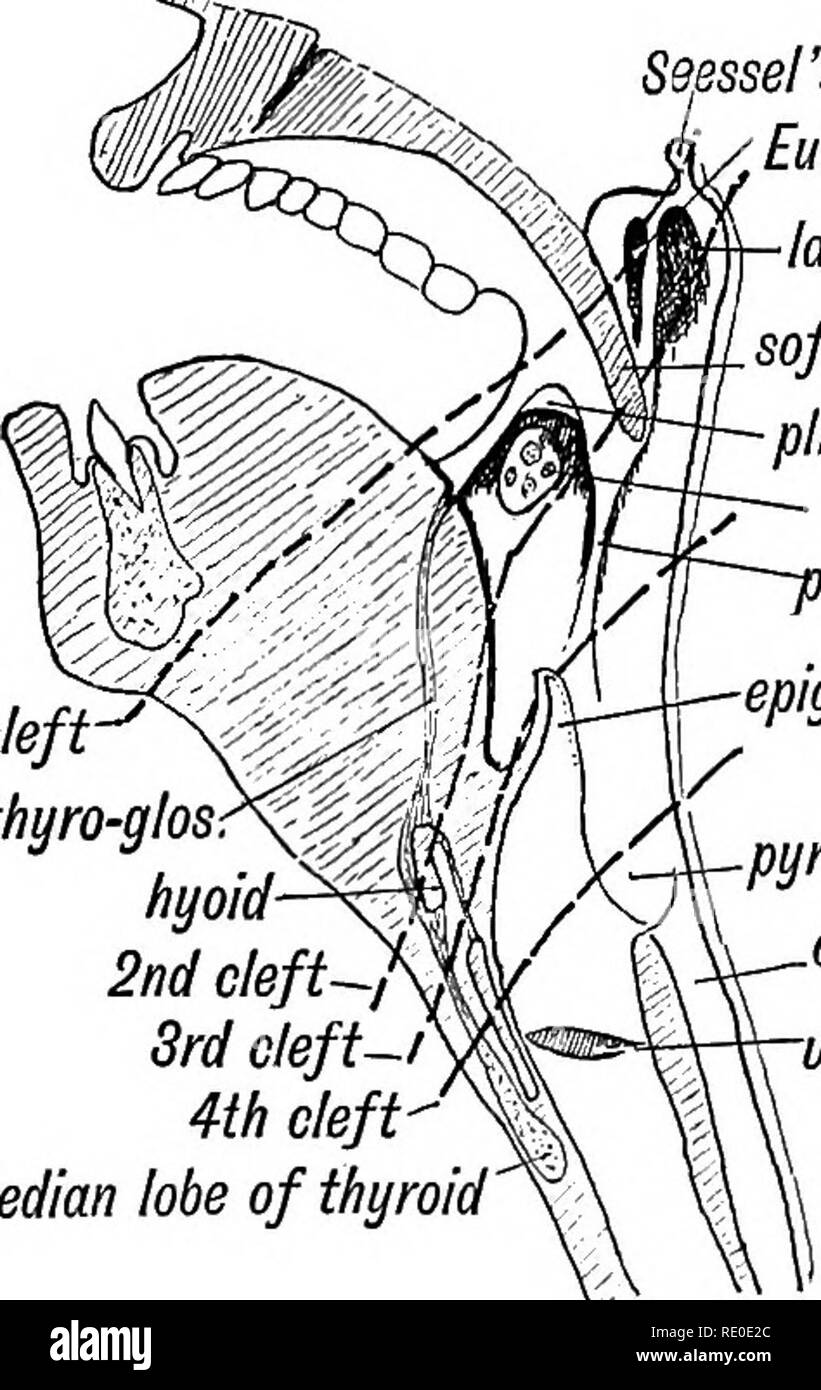 Submaxillary gland Black and White Stock Photos & Images - Alamy