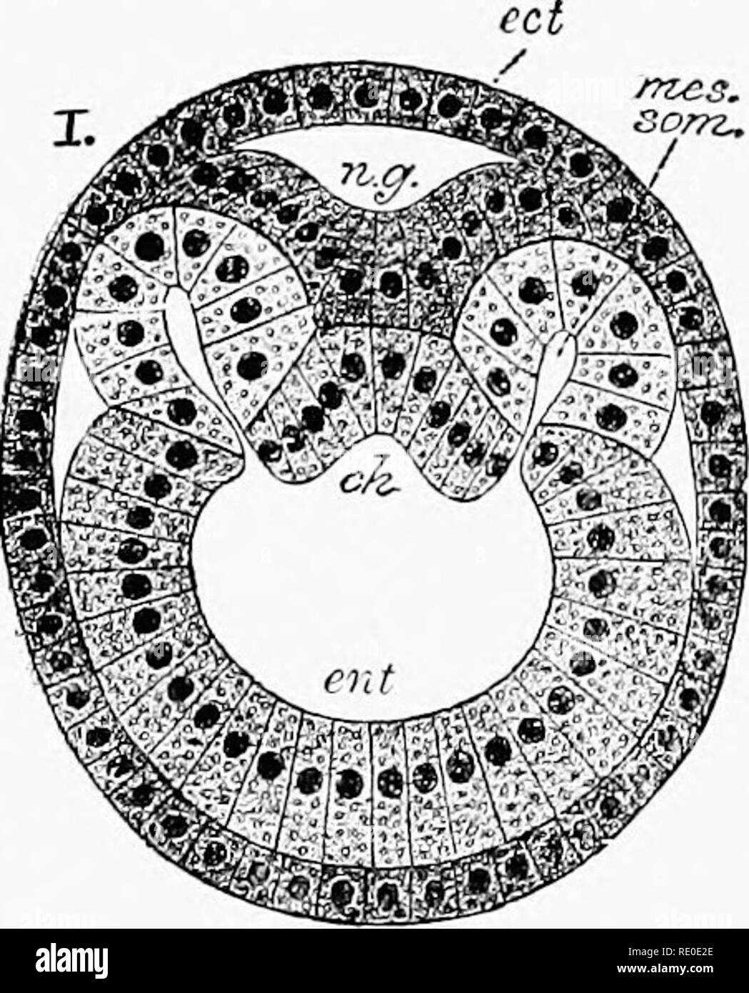 . A laboratory manual and text-book of embryology. Embryology. 42 ...
