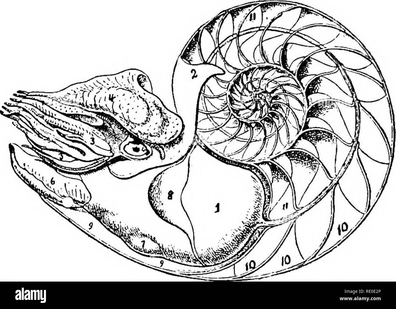 Perforated lobes hi-res stock photography and images - Alamy