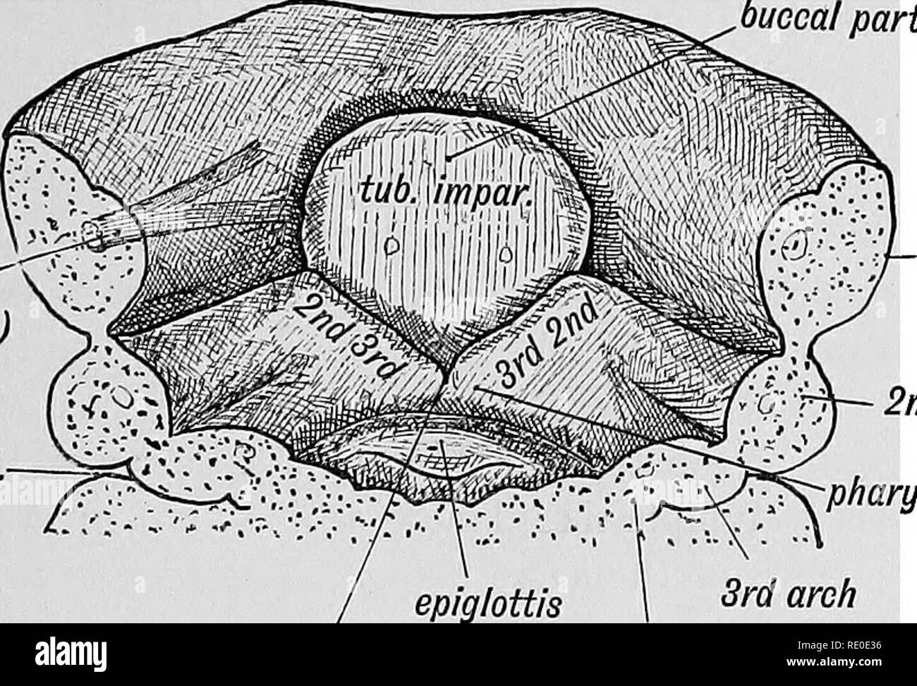 . Human embryology and morphology. Embryology, Human; Morphology ...