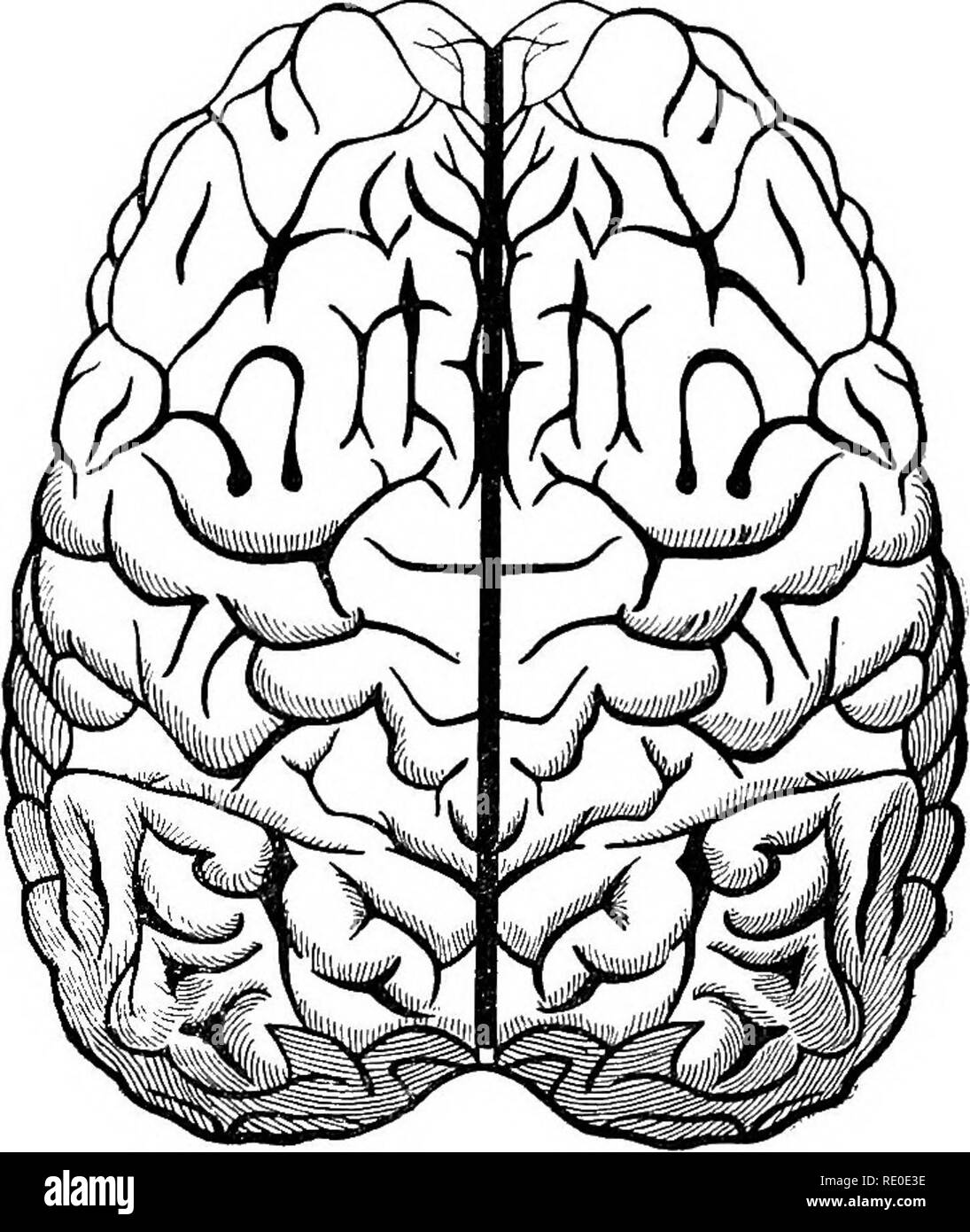 . Outlines of the comparative physiology and morphology of animals ...