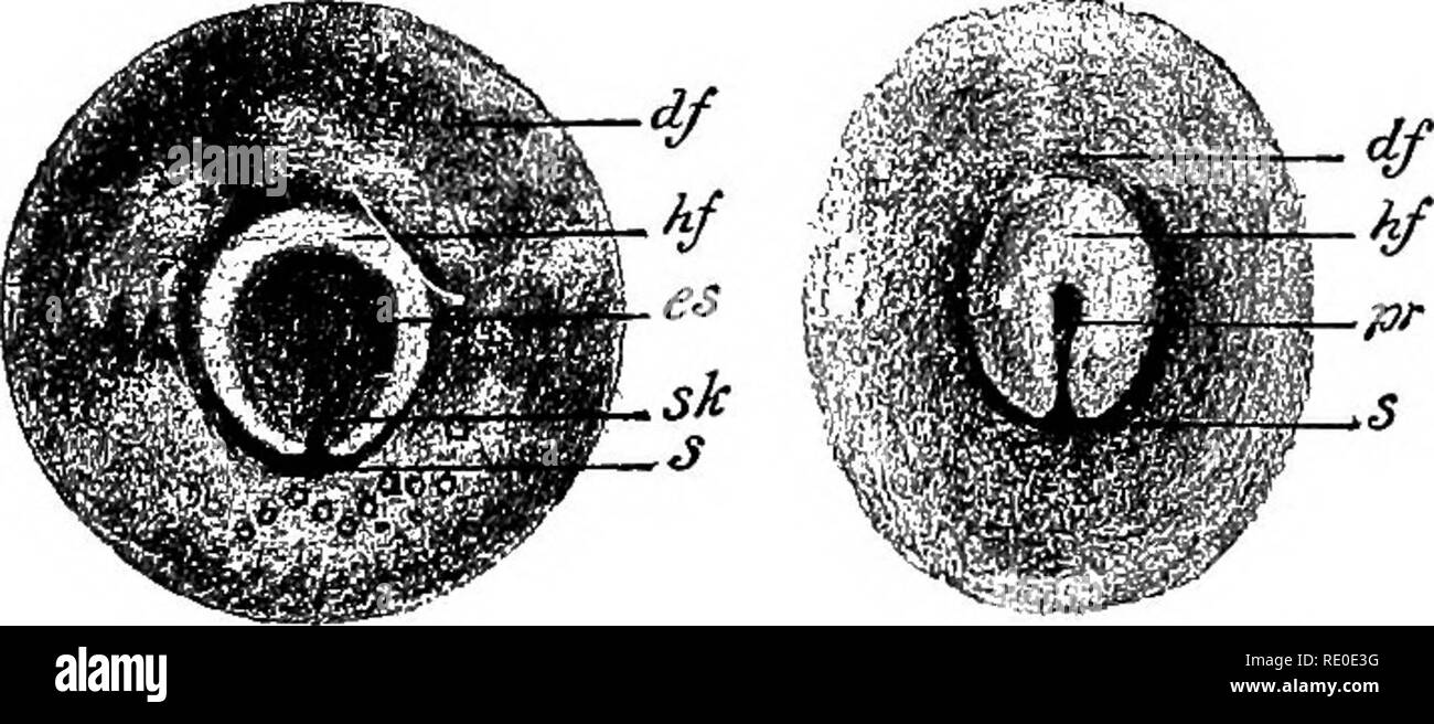 . A laboratory manual and text-book of embryology. Embryology. 40 ...