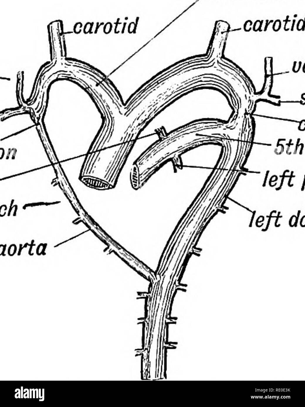 . Human embryology and morphology. Embryology, Human; Morphology ...