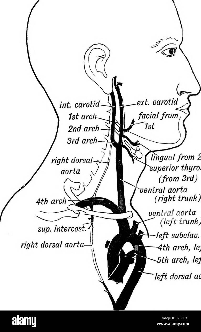 . Human embryology and morphology. Embryology, Human; Morphology. 3C ...