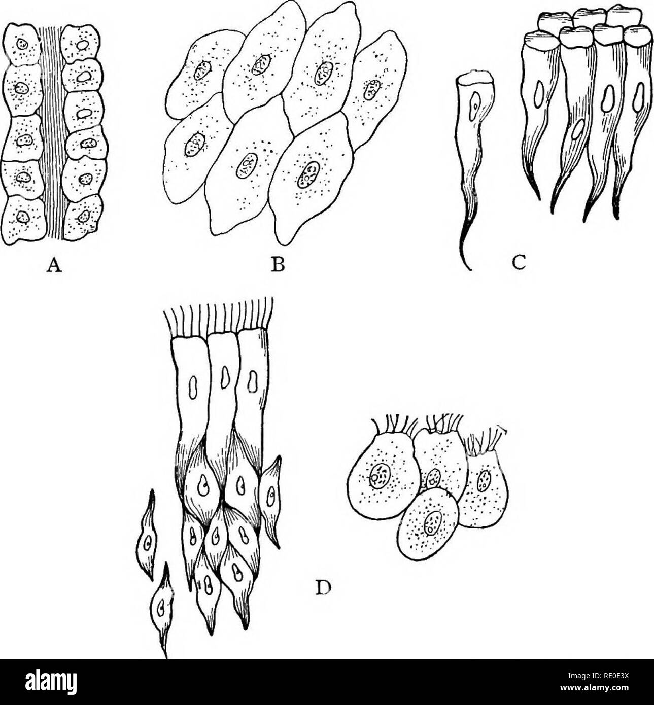 . Outlines of the comparative physiology and morphology of animals ...