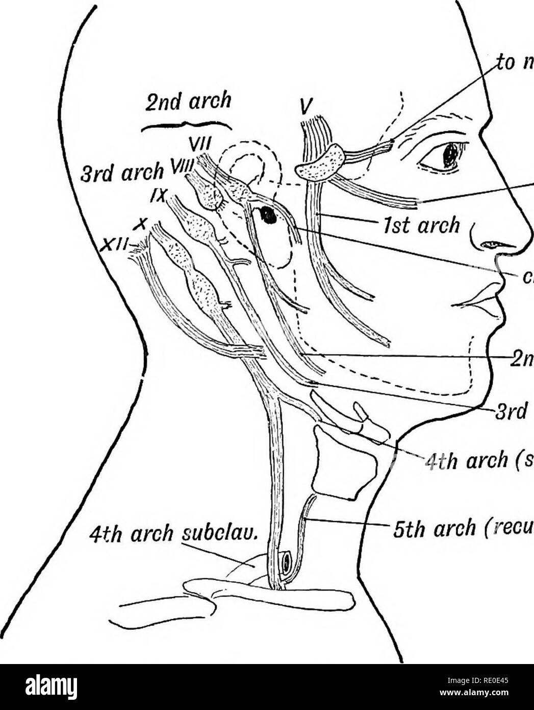 Humans With Vestigial Gills