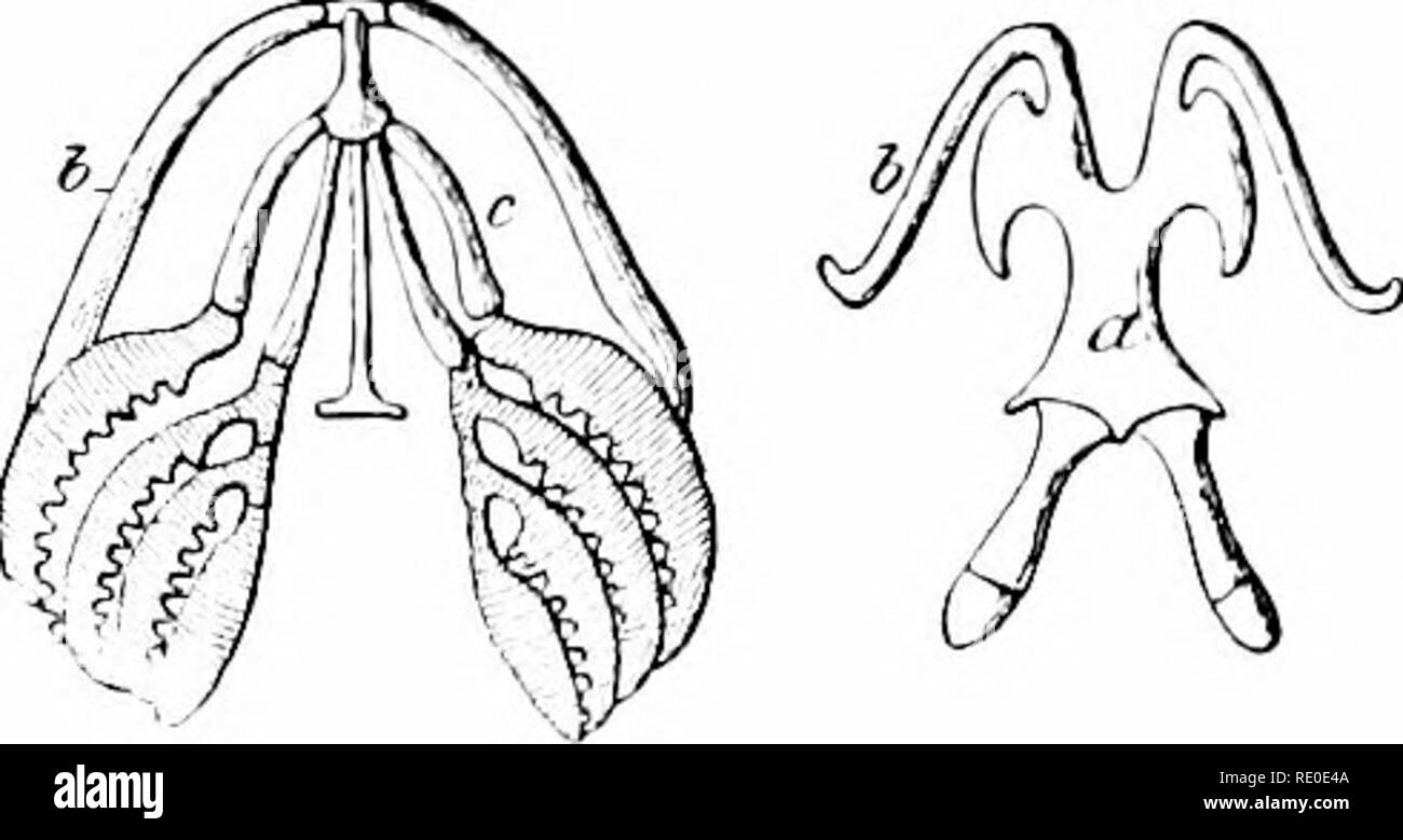 . A manual of zoology. Zoology. Fig. 612 âLateral and hinder views uf ...