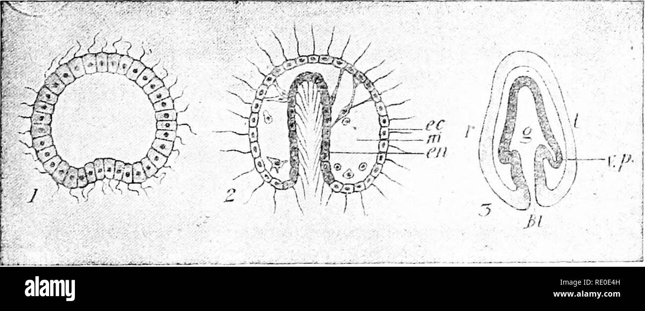 . Outlines of zoology. Zoology. DEVELOPMENT OF ECHINODERMS. 247 ...