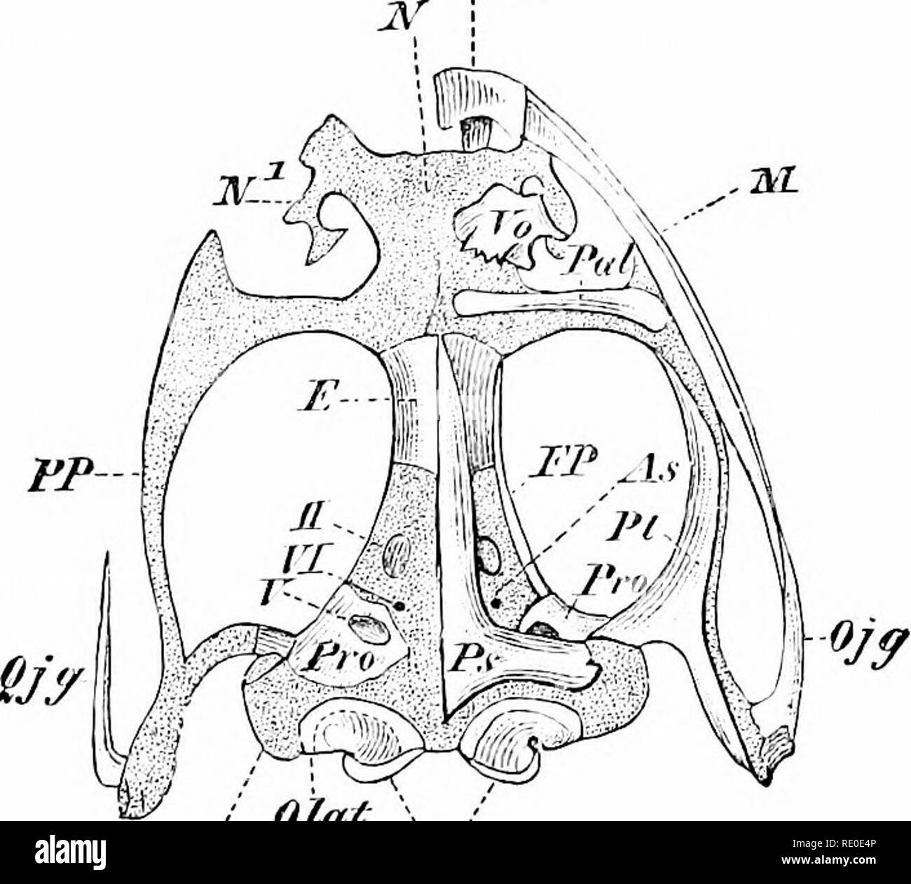 Atlas Vertebra Of Frog