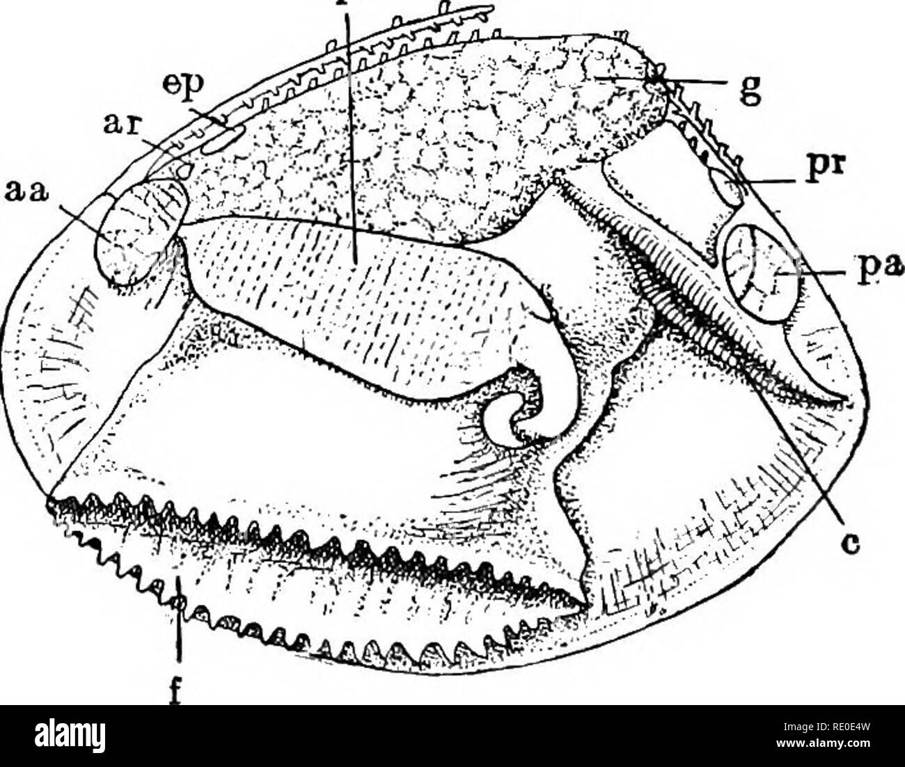 Suprabranchial Black and White Stock Photos & Images - Alamy