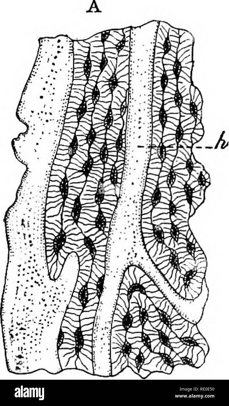 . Outlines of the comparative physiology and morphology of animals ...