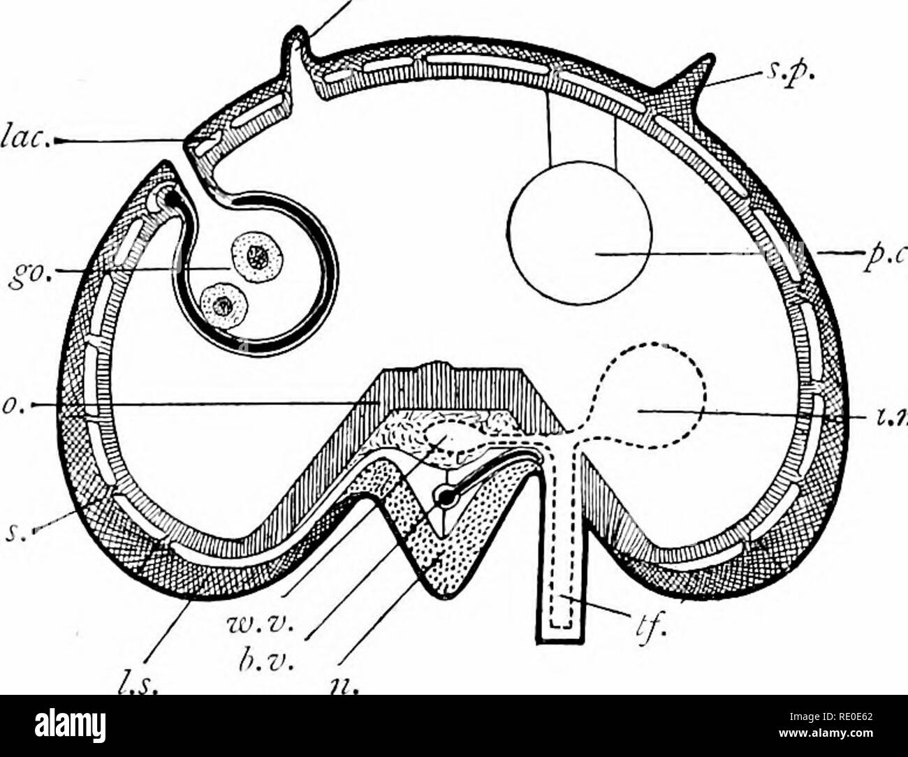 Tiedemanns Cut Out Stock Images & Pictures - Alamy