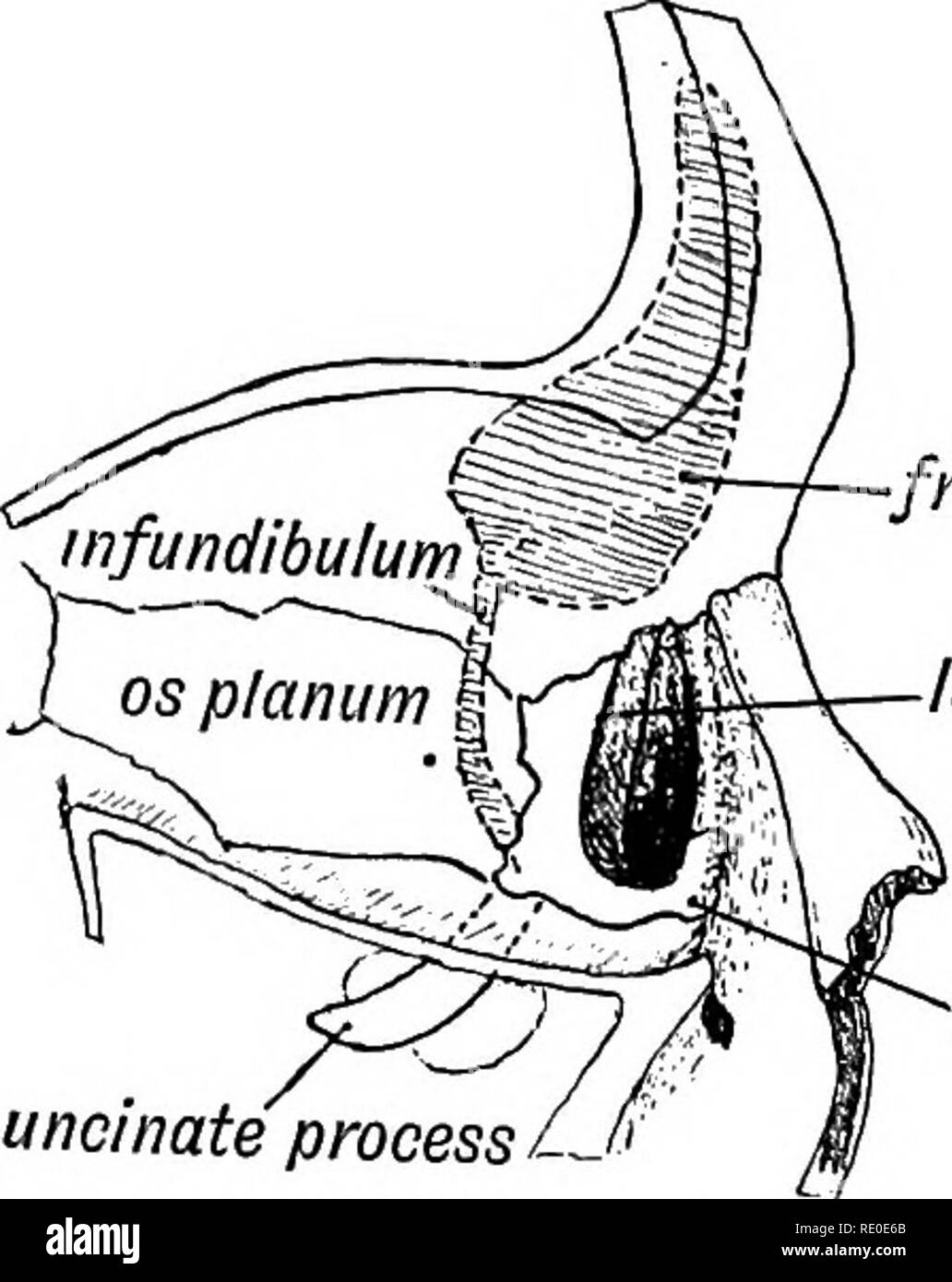Turbinates hi-res stock photography and images - Alamy