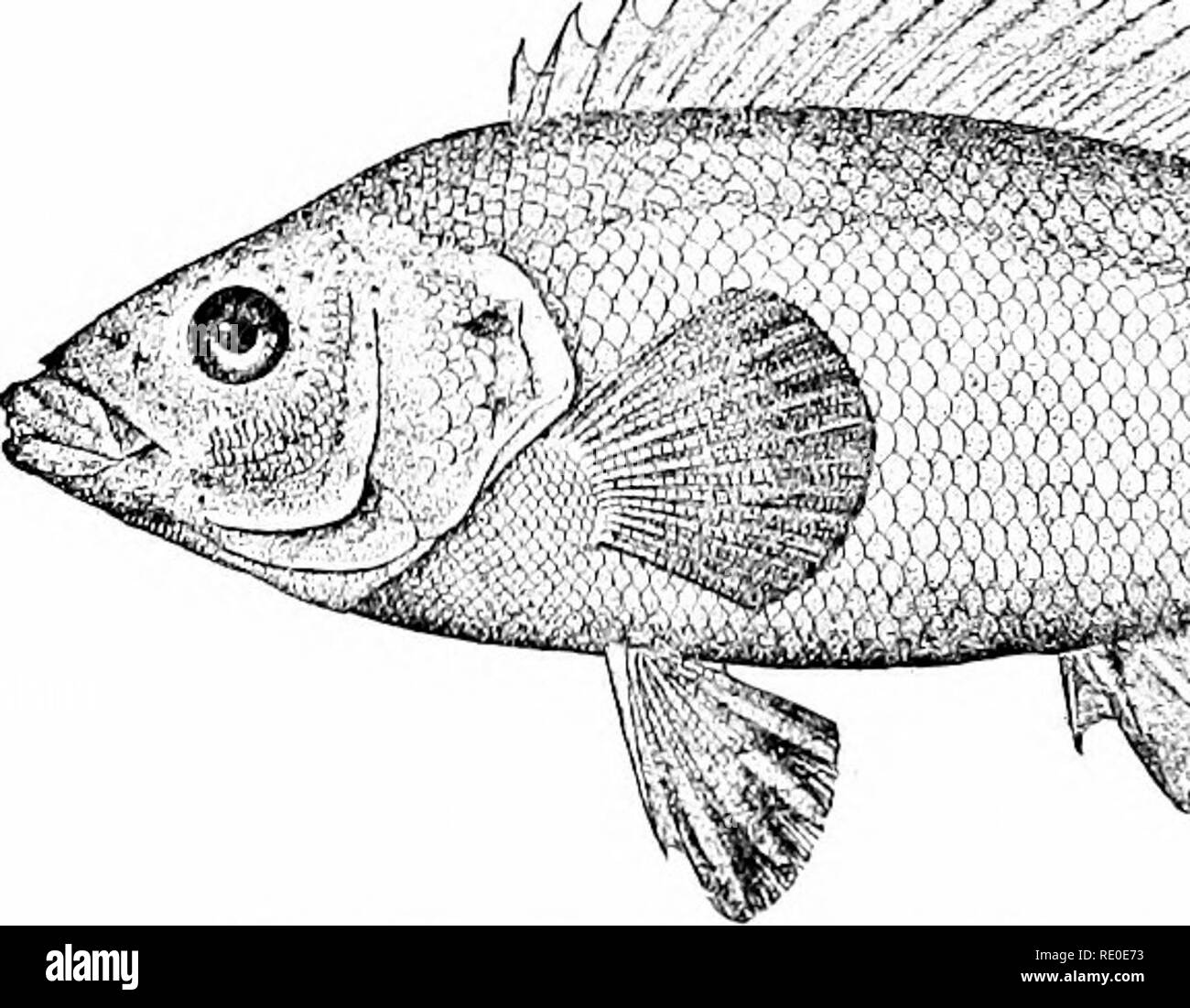 . A manual of zoology. Zoology. Fio. 603.âSalmo aalar* Atlantic salmon ...