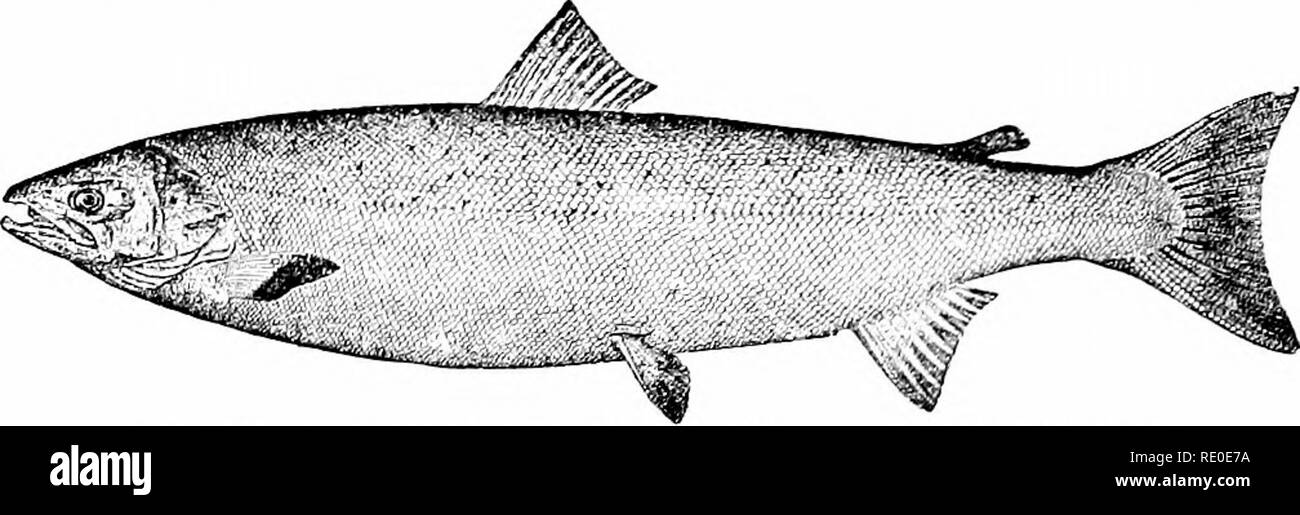 . A manual of zoology. Zoology. 57G OnORDATA. The Ostariophysiiil ...