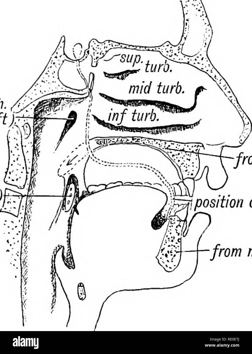 . Human embryology and morphology. Embryology, Human; Morphology ...
