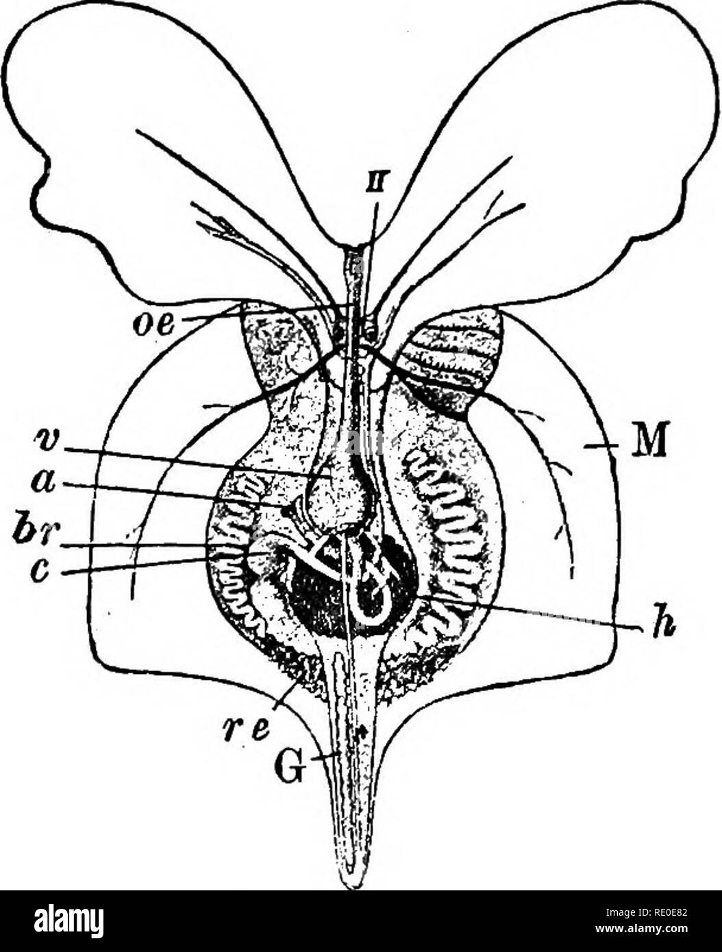 Pneumoderma hi-res stock photography and images - Alamy