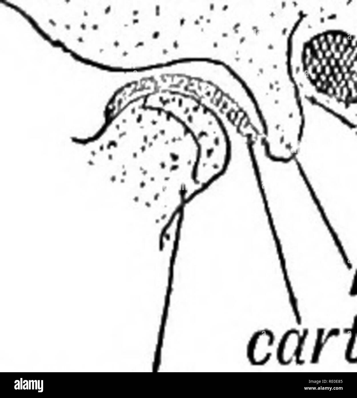 . Human embryology and morphology. Embryology, Human; Morphology ...