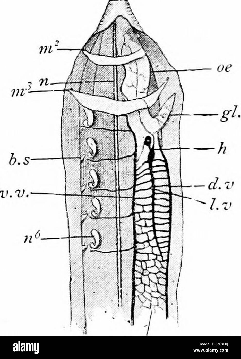 Arenicola Anatomy