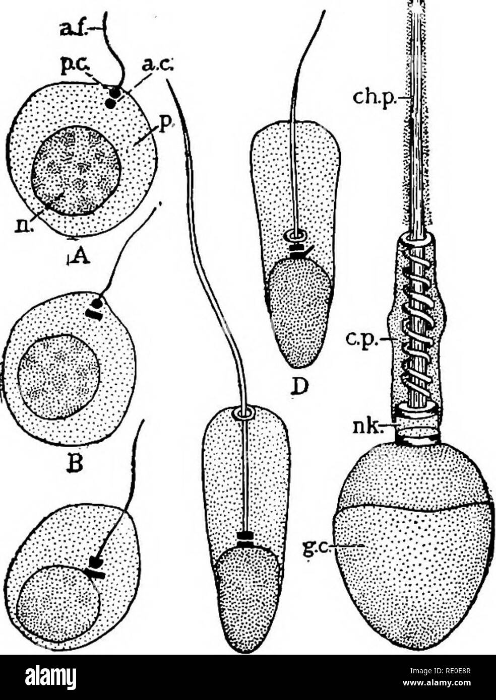 . A laboratory manual and text-book of embryology. Embryology. Fig. 9 ...