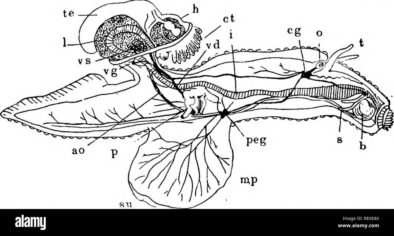 Mesopodium hi-res stock photography and images - Alamy