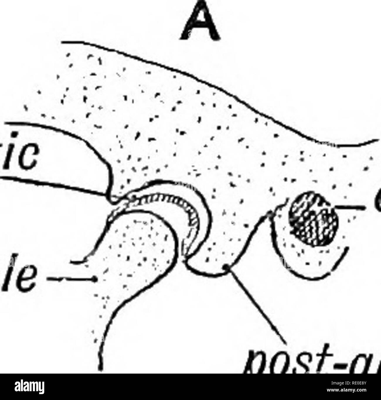 . Human embryology and morphology. Embryology, Human; Morphology ...