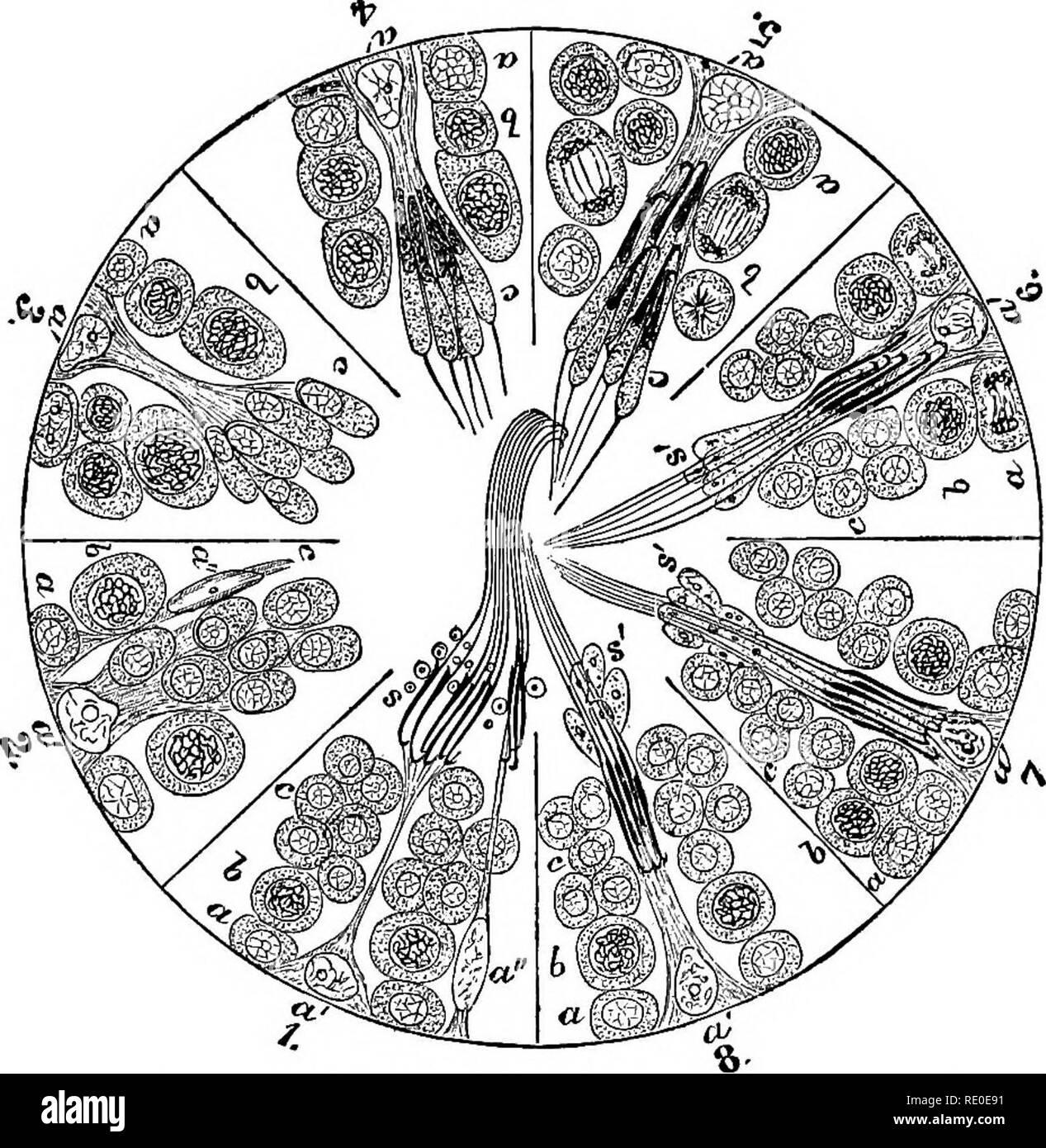 . A laboratory manual and text-book of embryology. Embryology ...