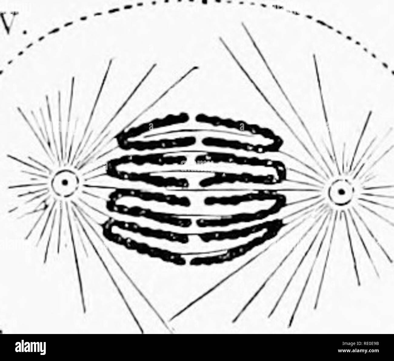 . A laboratory manual and text-book of embryology. Embryology. 3. The ...