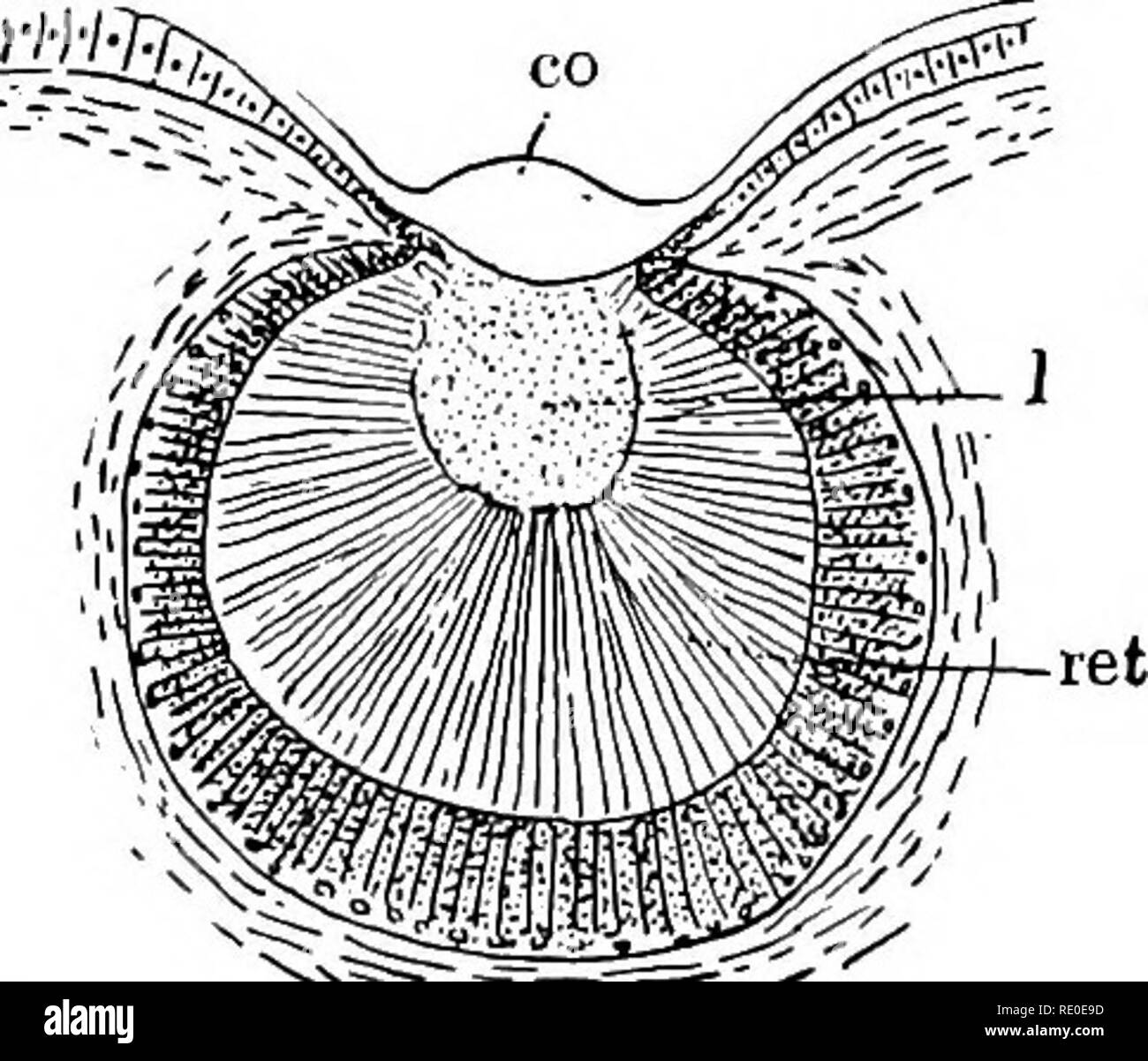 Mollusc nerve Black and White Stock Photos & Images - Alamy