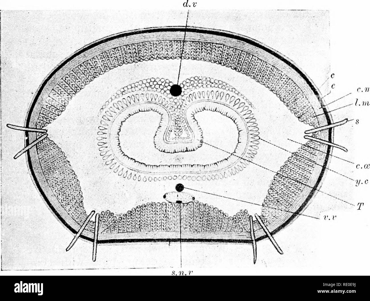 Earthworm longitudinal section hi-res stock photography and images - Alamy
