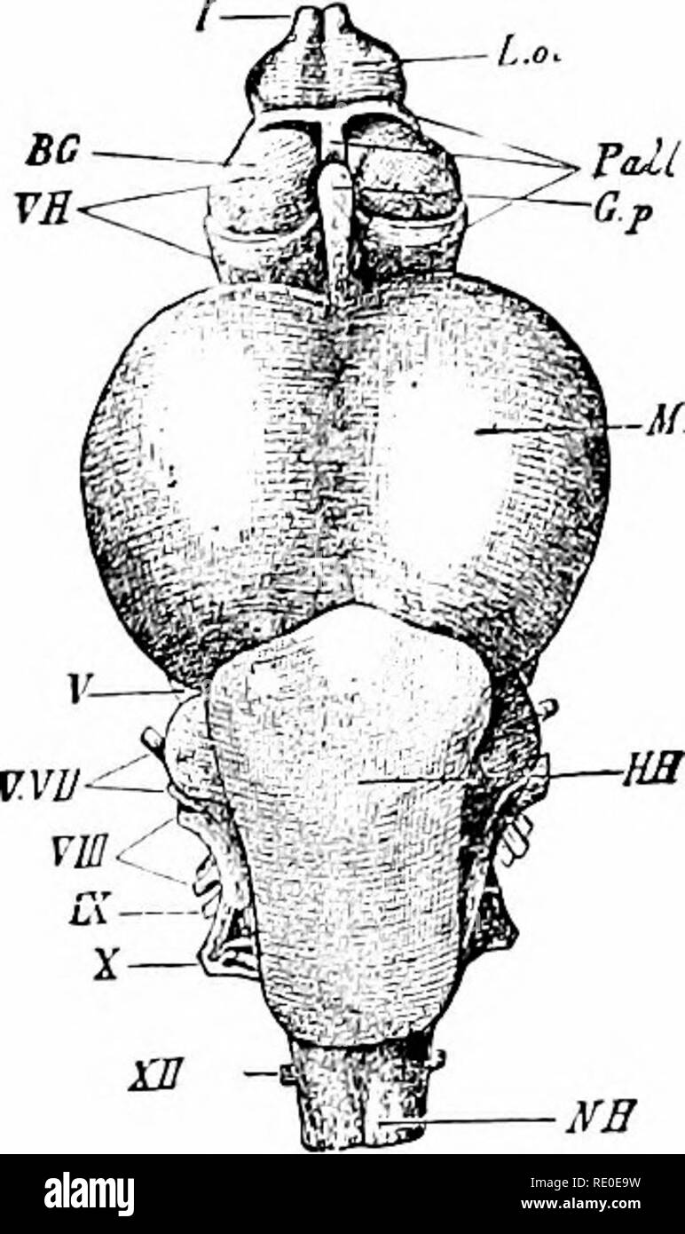 . A manual of zoology. Zoology. 564 CHORD ATA. the eye is very short ...