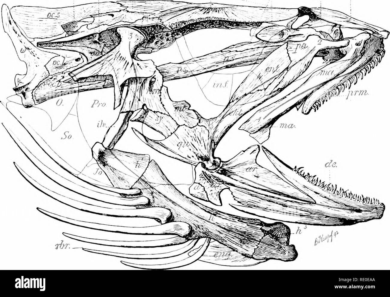 . A manual of zoology. Zoology. IV. VEnTEDEATA: PISCES. 5(U the lower ...