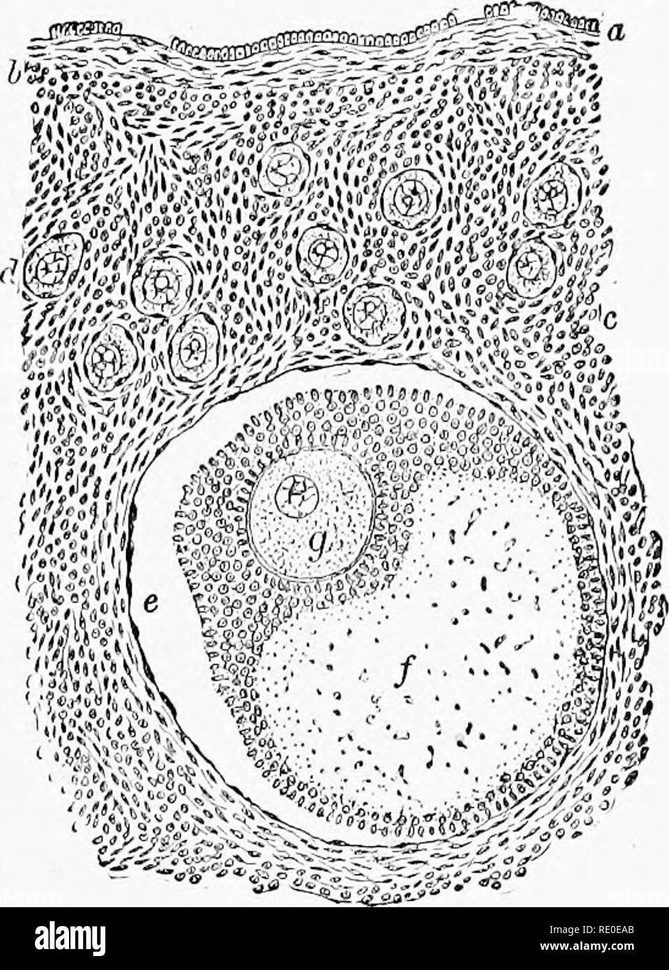 Vitelline membrane Black and White Stock Photos & Images - Alamy