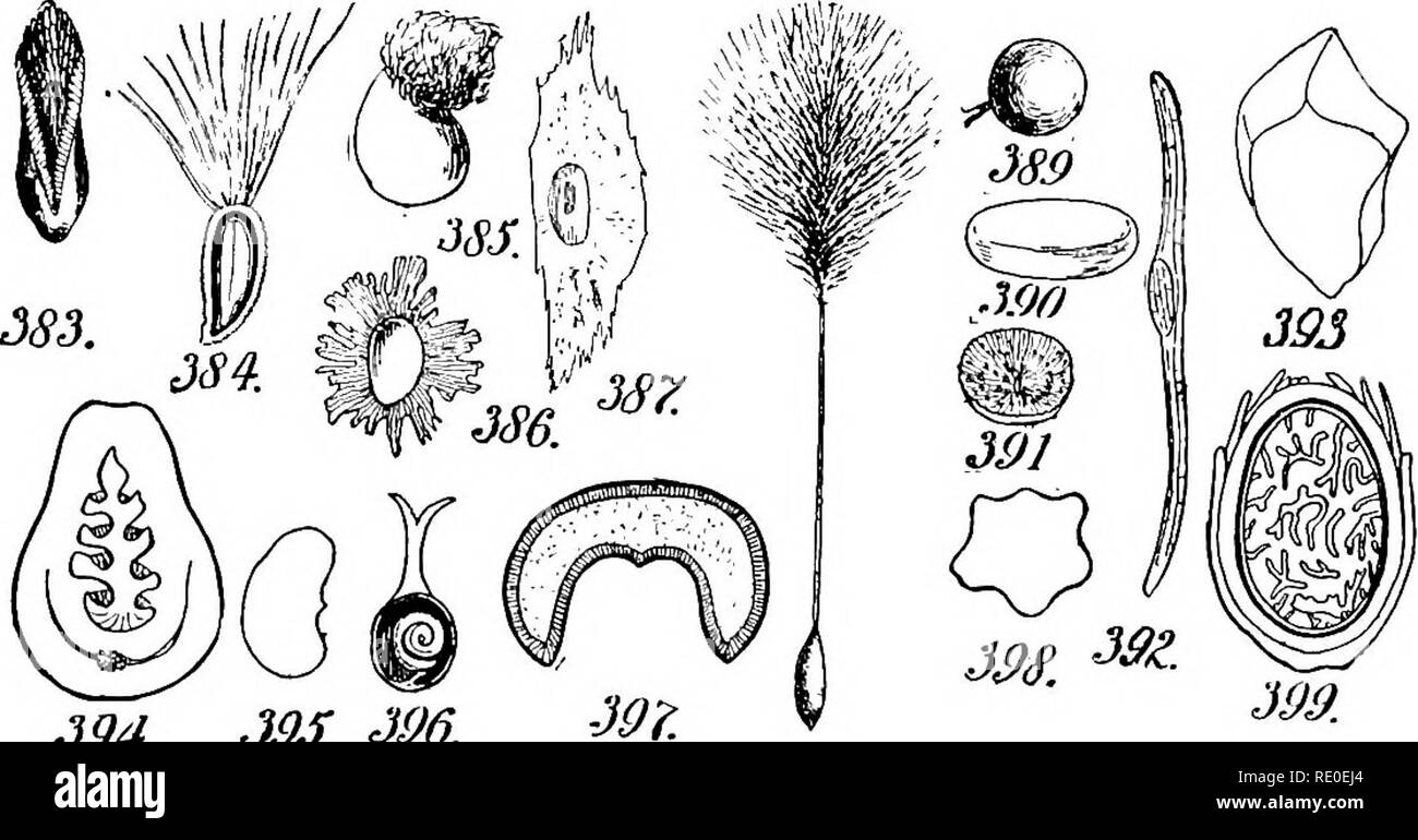 . A manual of structural botany; an introductory textbook for students ...