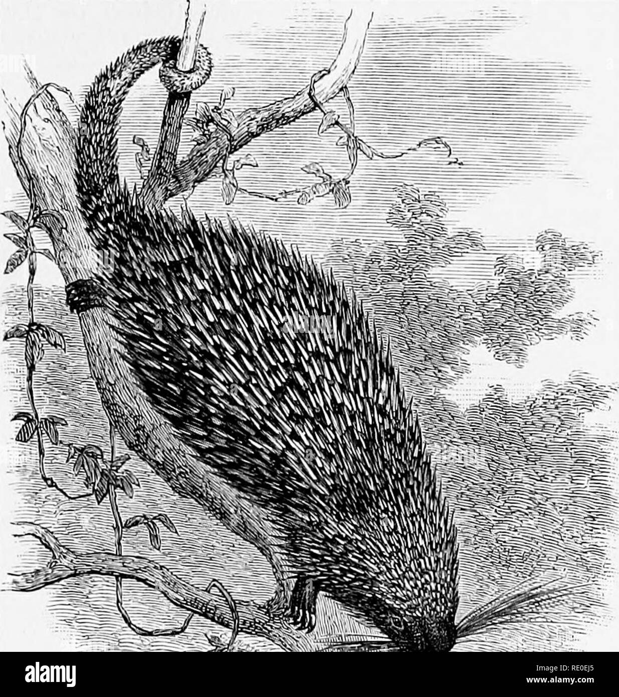 . An introduction to the study of mammals living and extinct. Mammals ...