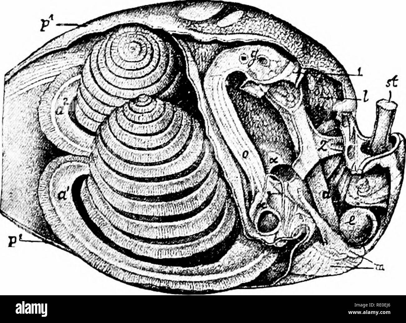 Worm on fingers hi-res stock photography and images - Alamy