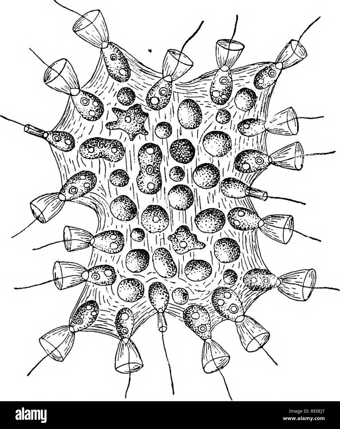 . The Protozoa. Protozoa. THE MASTIGOPHORA 113 distinguished by the ...